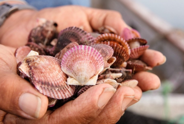 Cuatro productos pesqueros peruanos con potencial para exportar a 10 ...