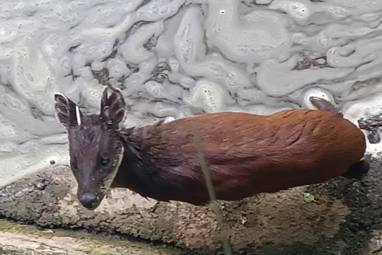 Guardaparques rescatan a venado enano en el Santuario Histórico de ...