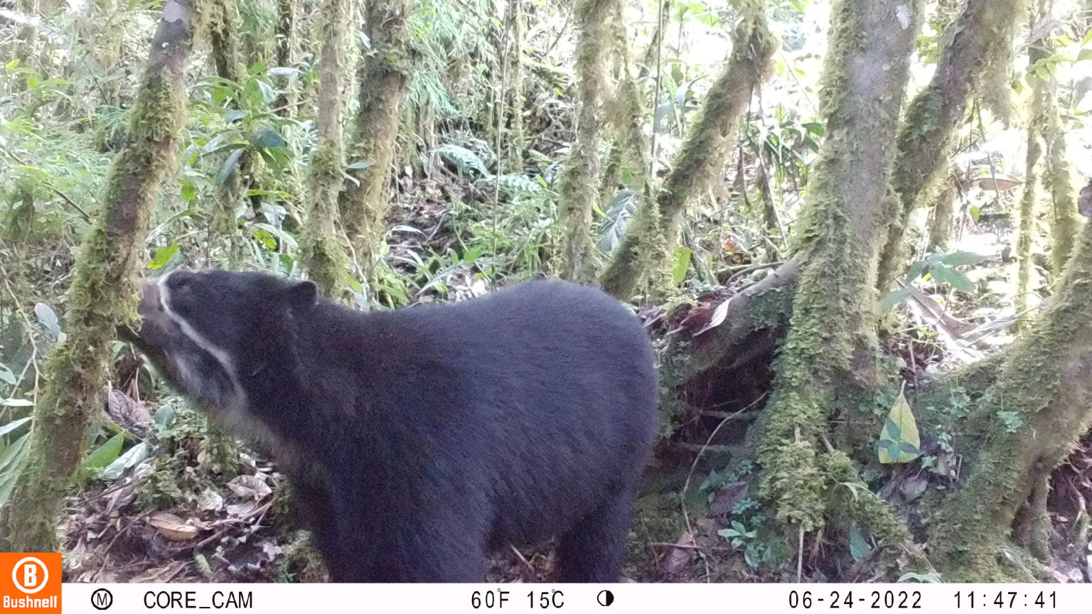 Pasco: Captan a osos de anteojos en el Parque Nacional Yanachaga Chemillén