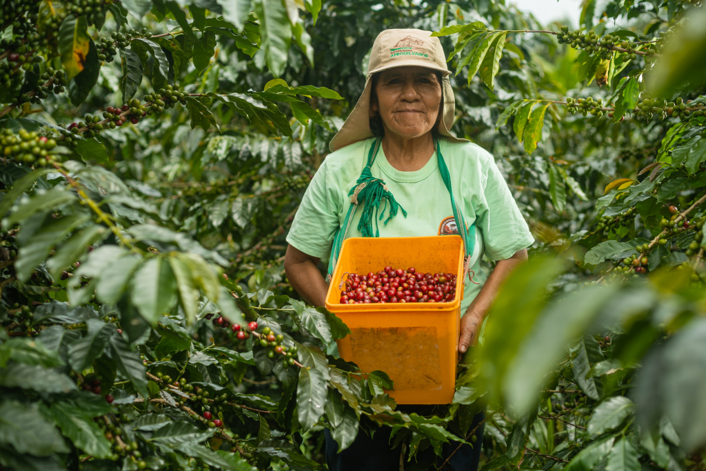 Starbucks y TechnoServe ayudarán a mujeres peruanas dedicadas al ...